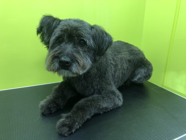 Dog Grooming - Four Paws Groom School