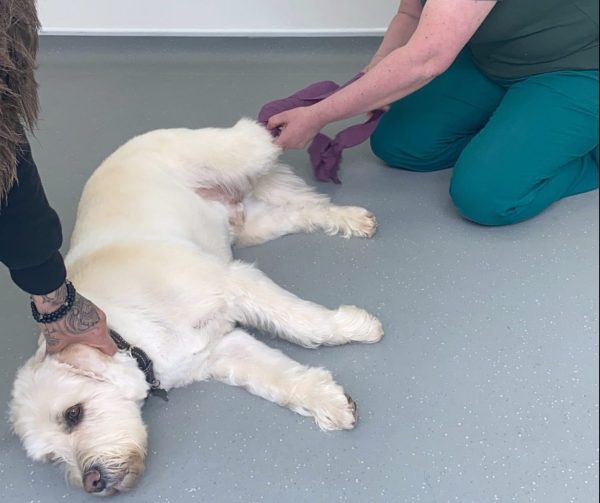 Dog & Cat Grooming Courses - Four Paws Groom School