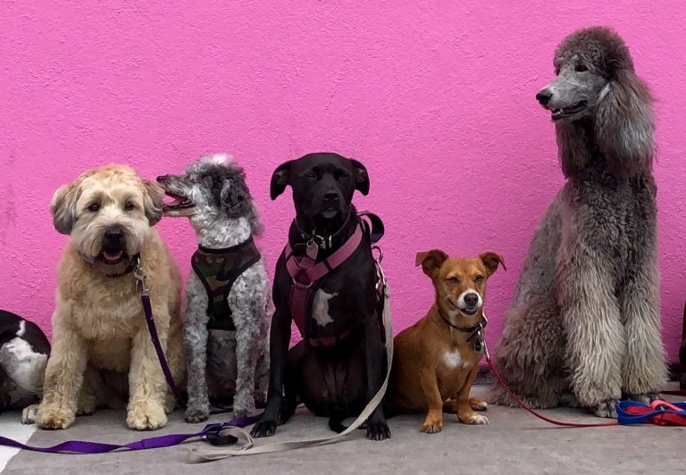 Dog Grooming - Four Paws Groom School